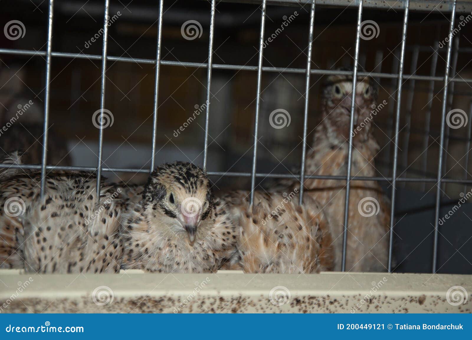 White Quail in a Cage Close-up. Quail Farm Stock Image - Image of ...