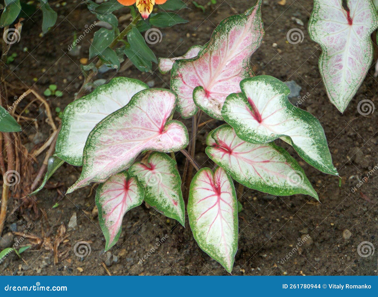 White queen caladium stock photo. Image of plant, caladium - 261780944