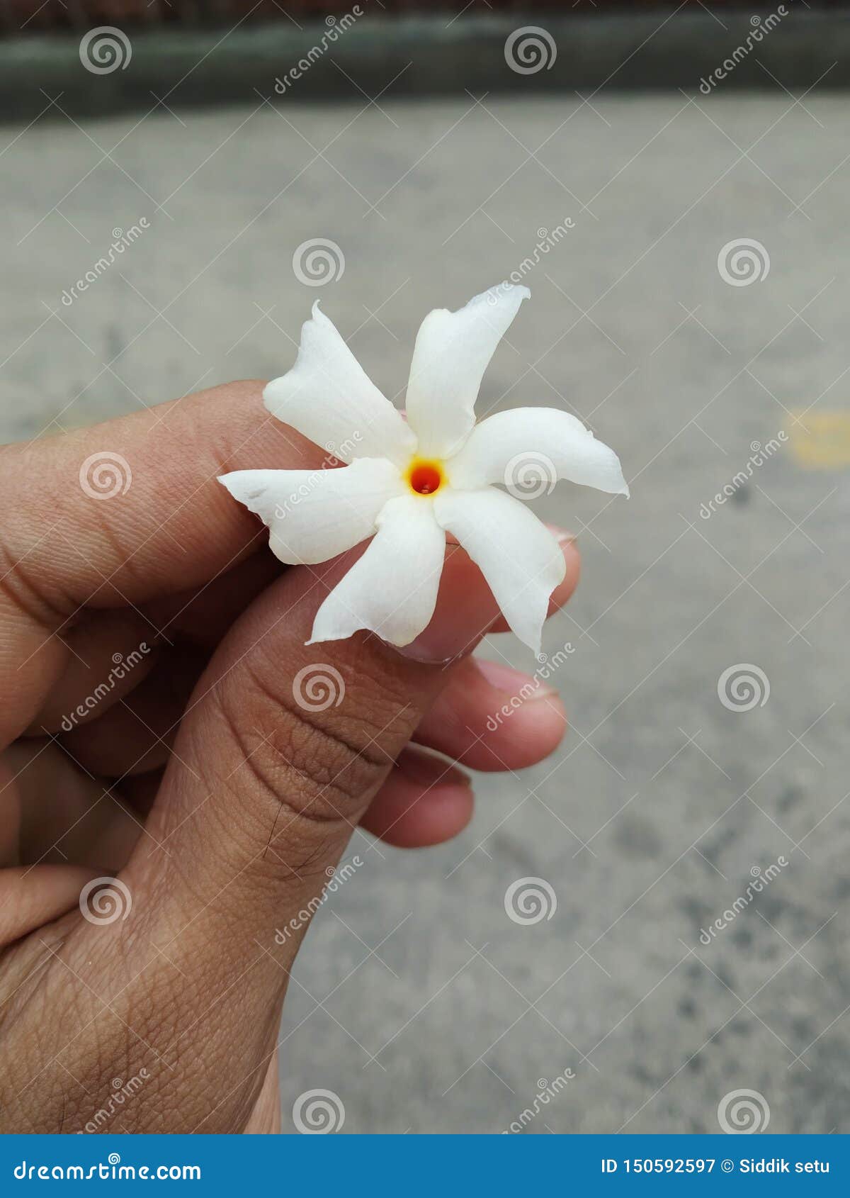 White queen flower stock image. Image of white, hand - 150592597
