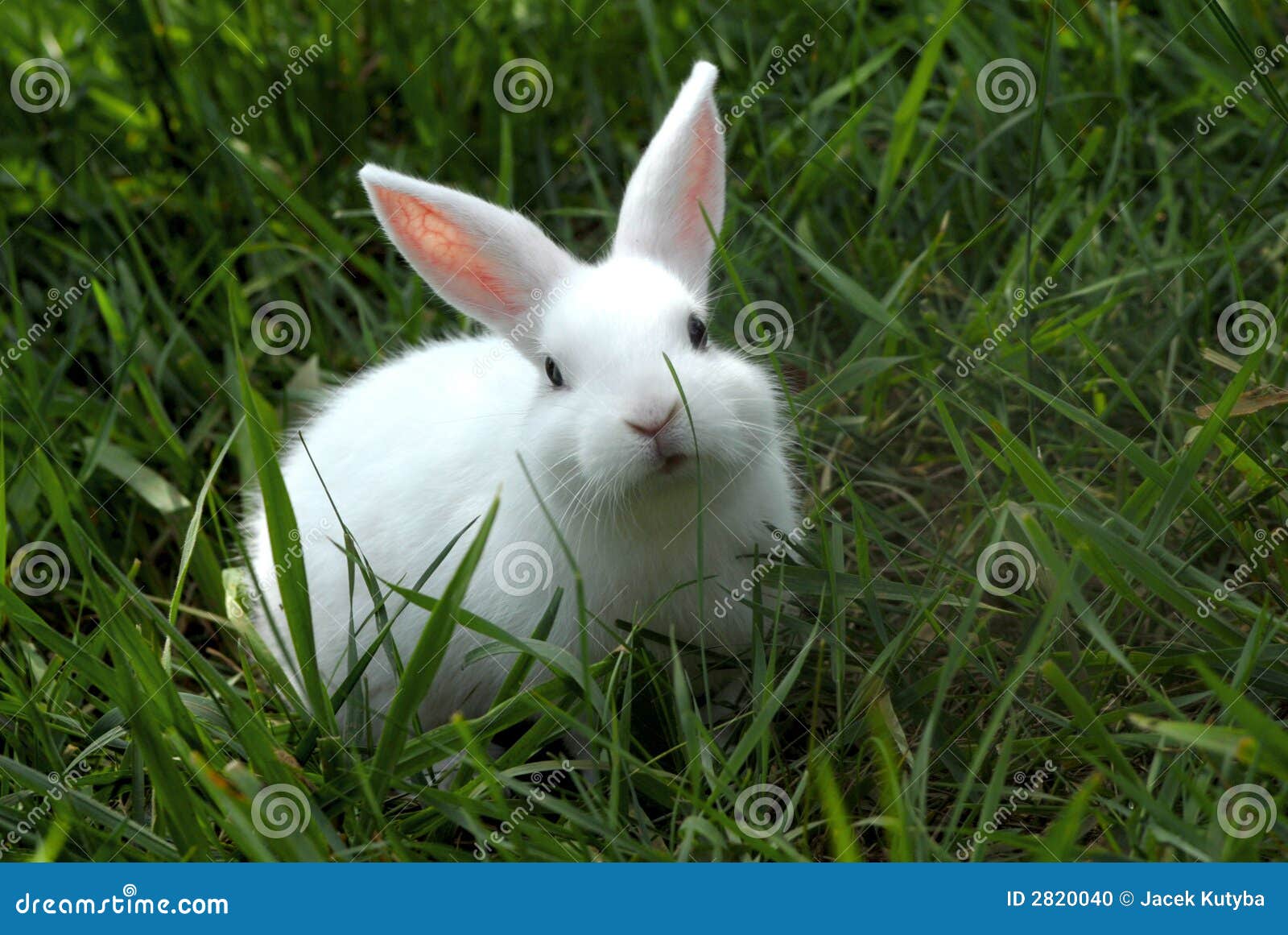 White rabbit 1 stock photo. Image of paws, nose, bunny - 2820040