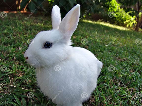 White rabbit stock image. Image of hare, christians, green - 1508501