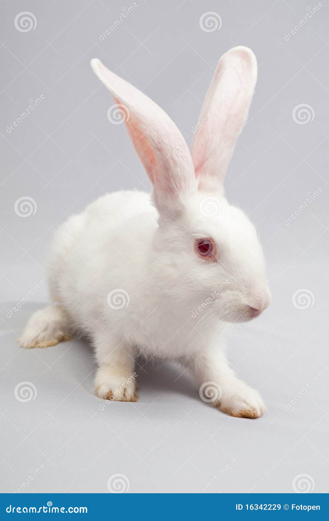 White rabbit stock image. Image of furry, background - 16342229