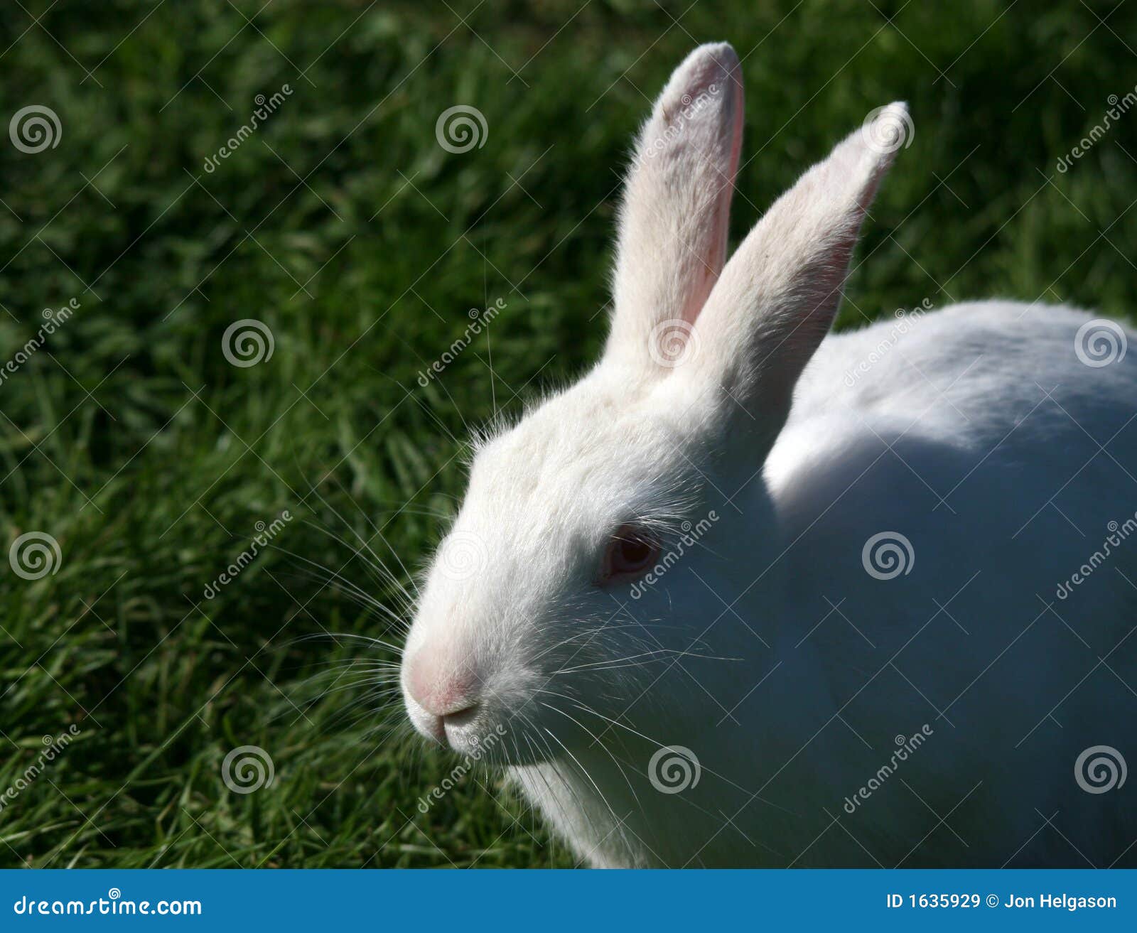 White Rabbit Picture. Image: 1635929