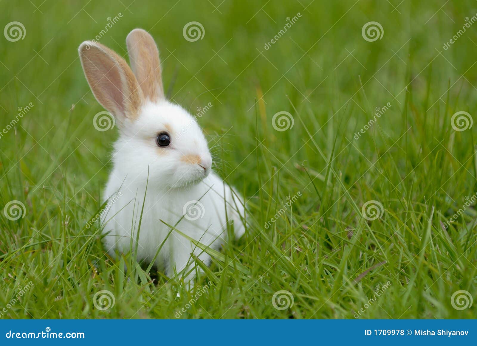 White rabbit stock photo. Image of animal, green, bunny - 1709978