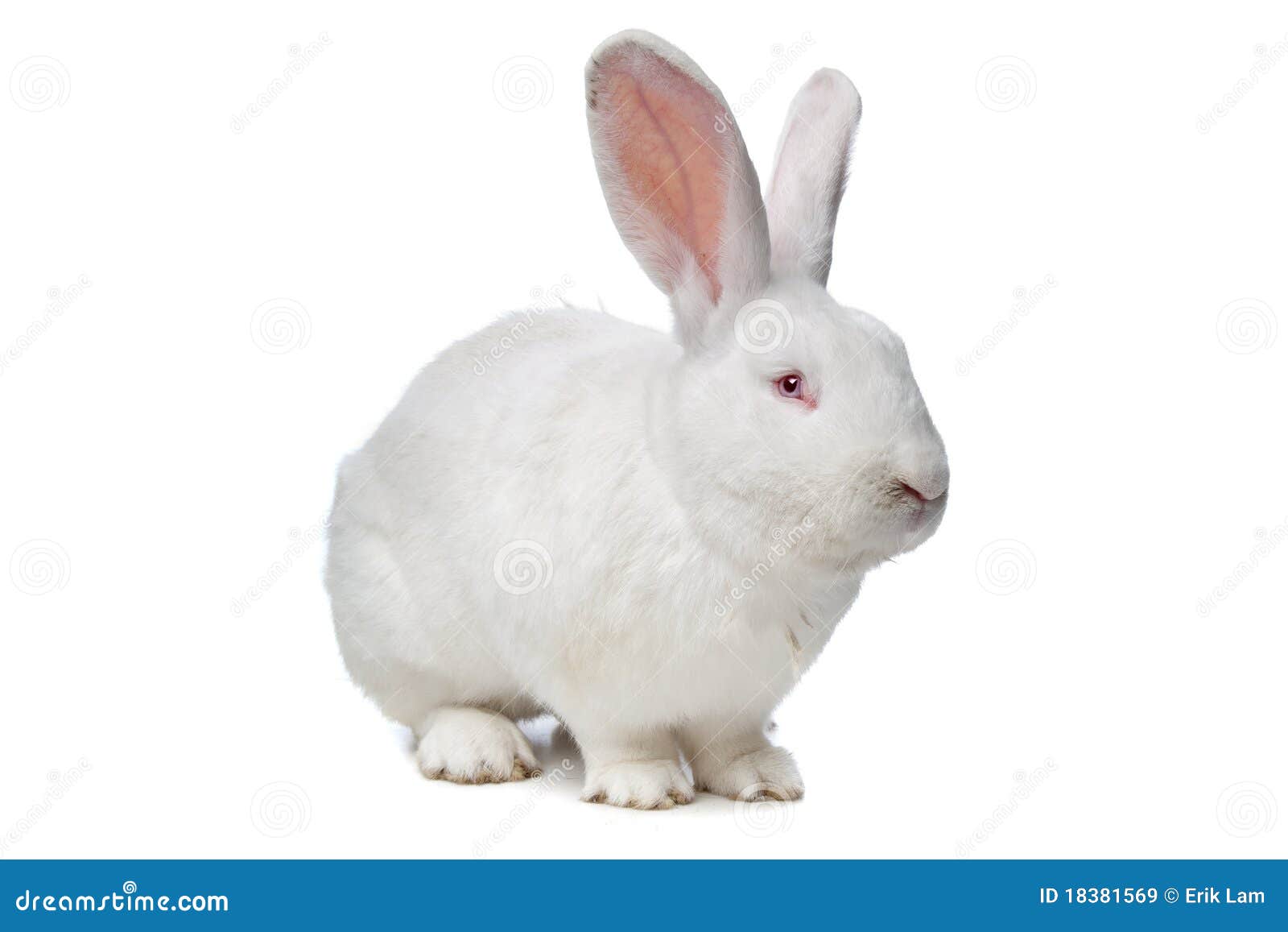 White rabbit stock image. Image of beautiful, rodent - 18381569