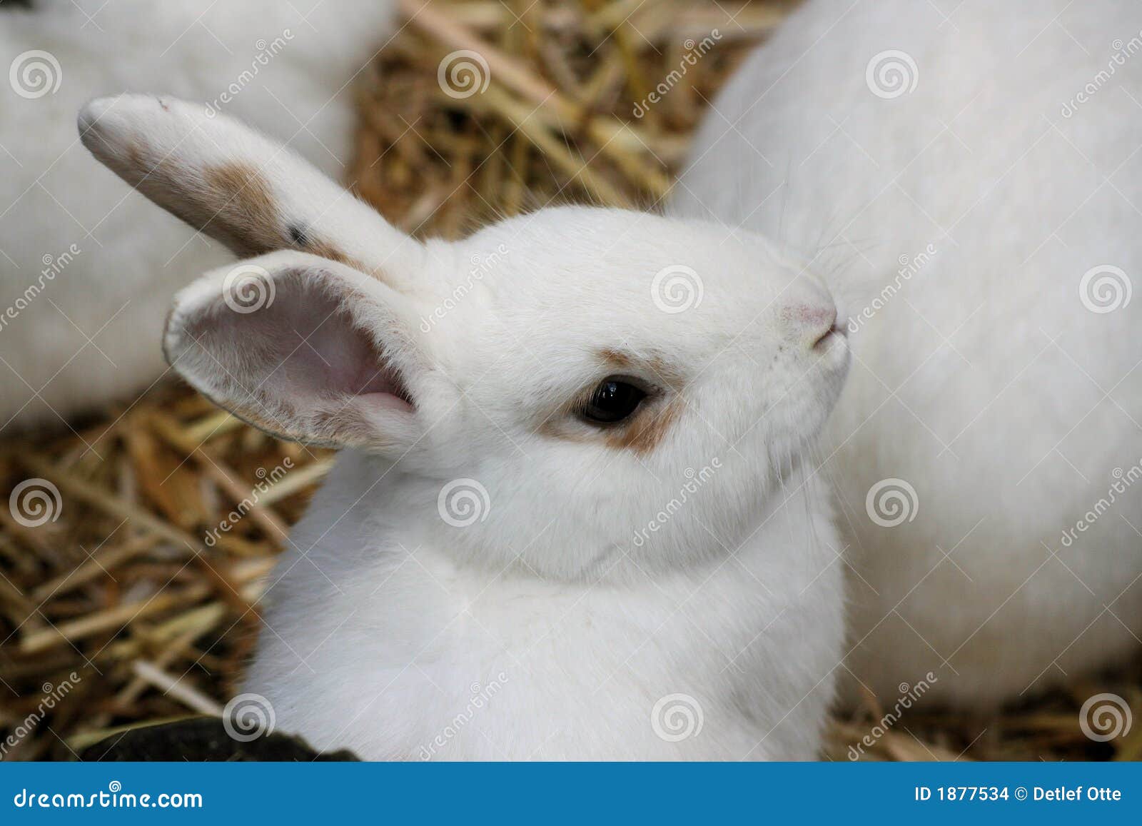 White rabbit stock photo. Image of rabbit, white, small - 1877534