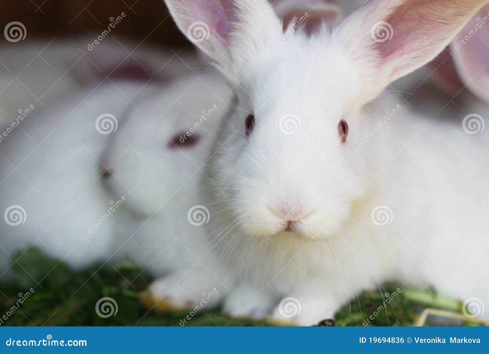 White rabbit stock photo. Image of mammals, warren, spring - 19694836