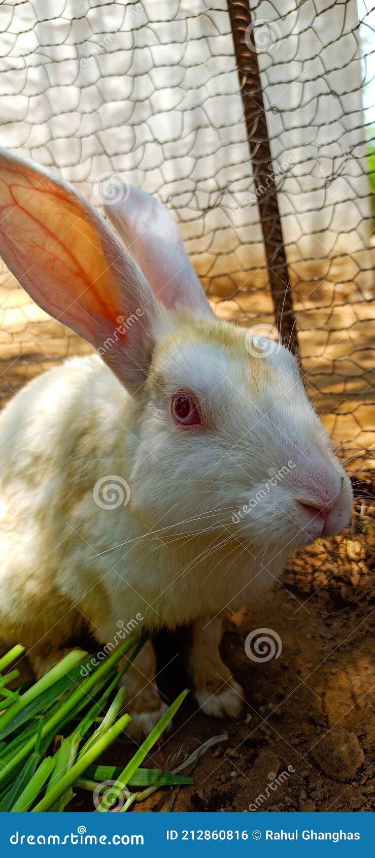 White Rabbit stock photo. Image of beautiful, rabbit - 212860816