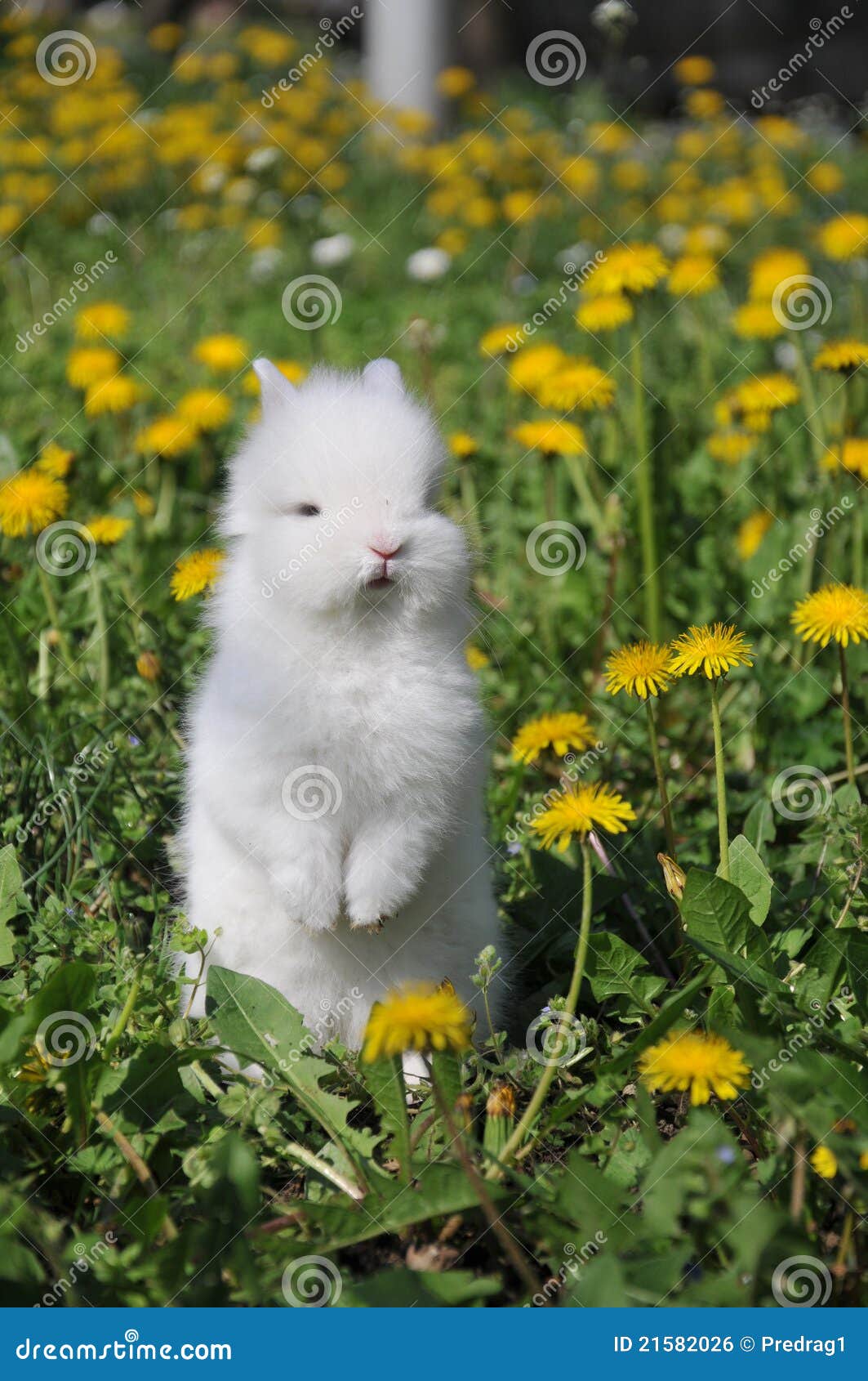 White rabbit stock photo. Image of garden, teeth, plant - 21582026