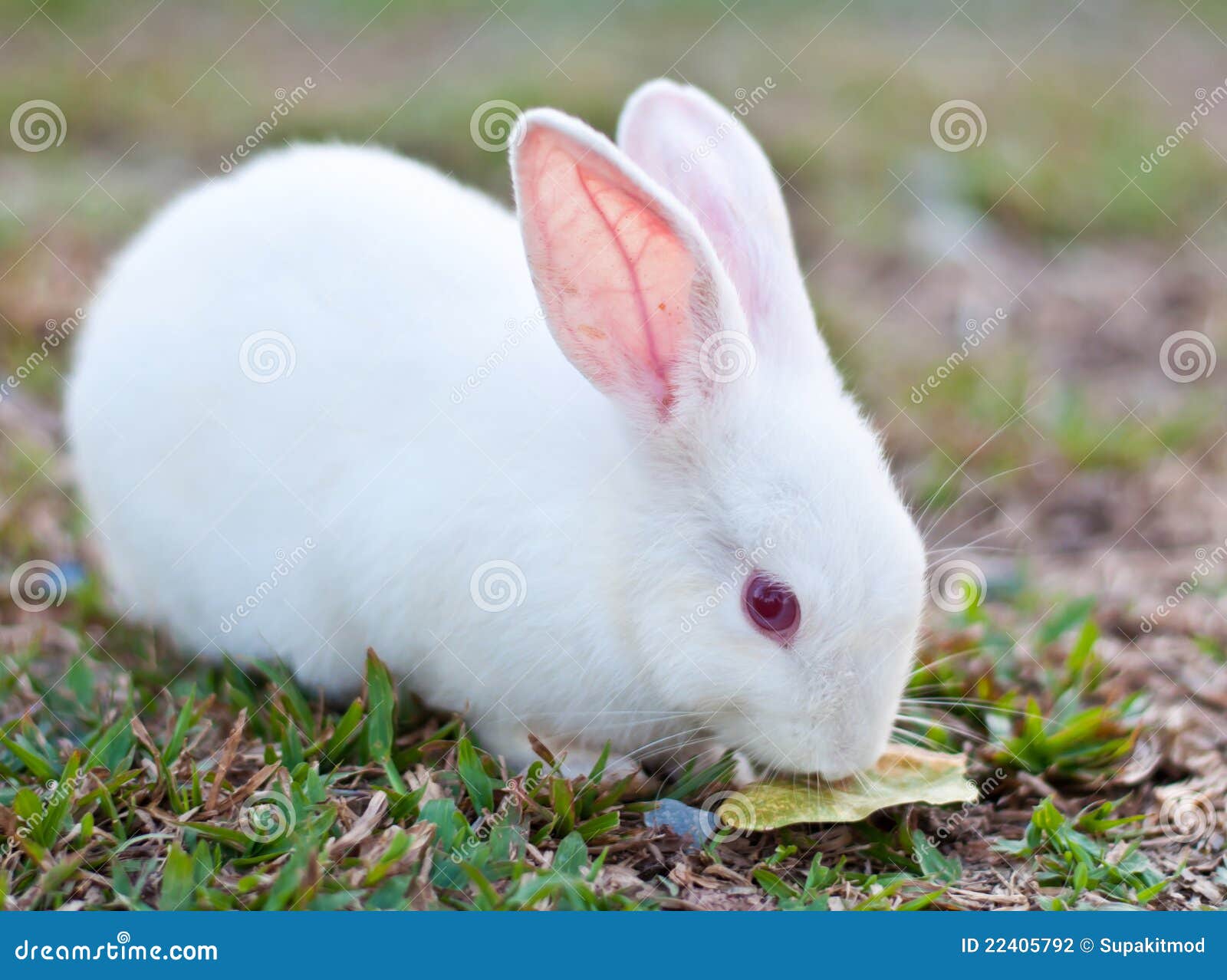 White rabbit stock photo. Image of green, small, gray - 22405792