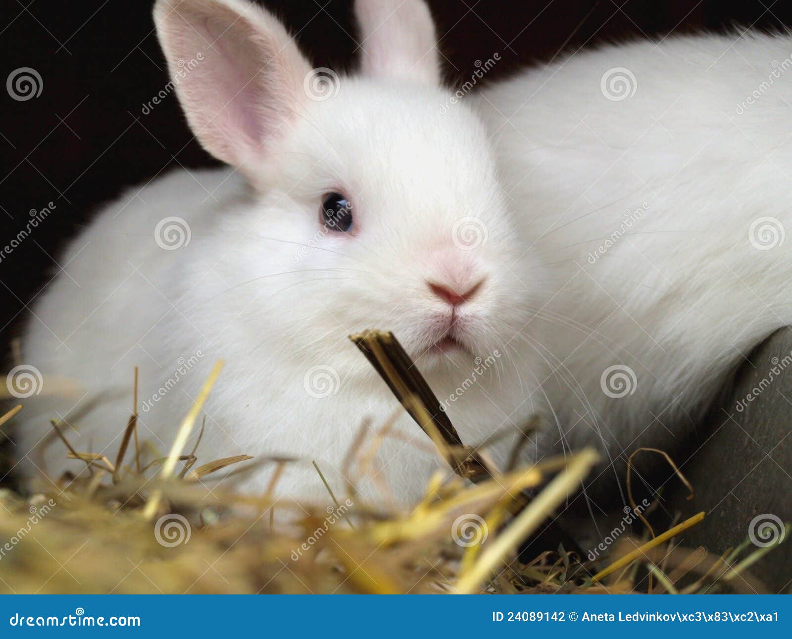 White rabbit stock photo. Image of background, gaze, domestic - 24089142