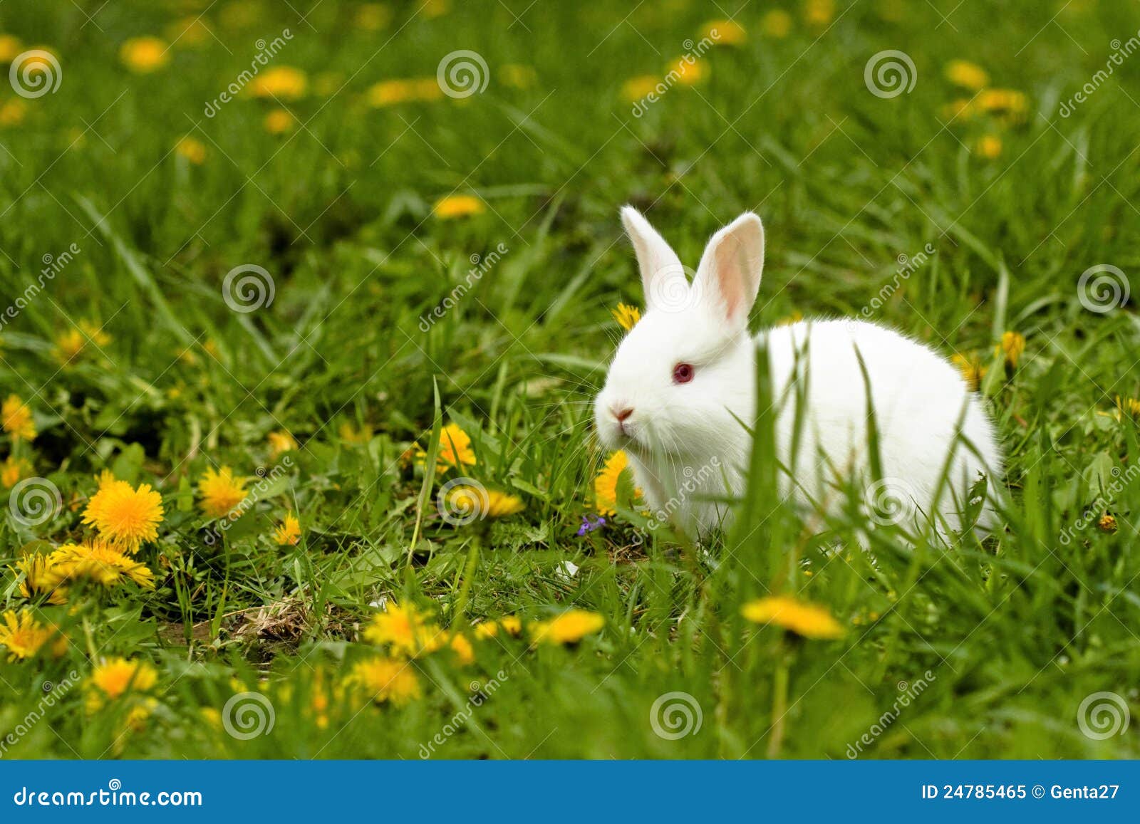 White rabbit stock image. Image of animal, cute, little - 24785465