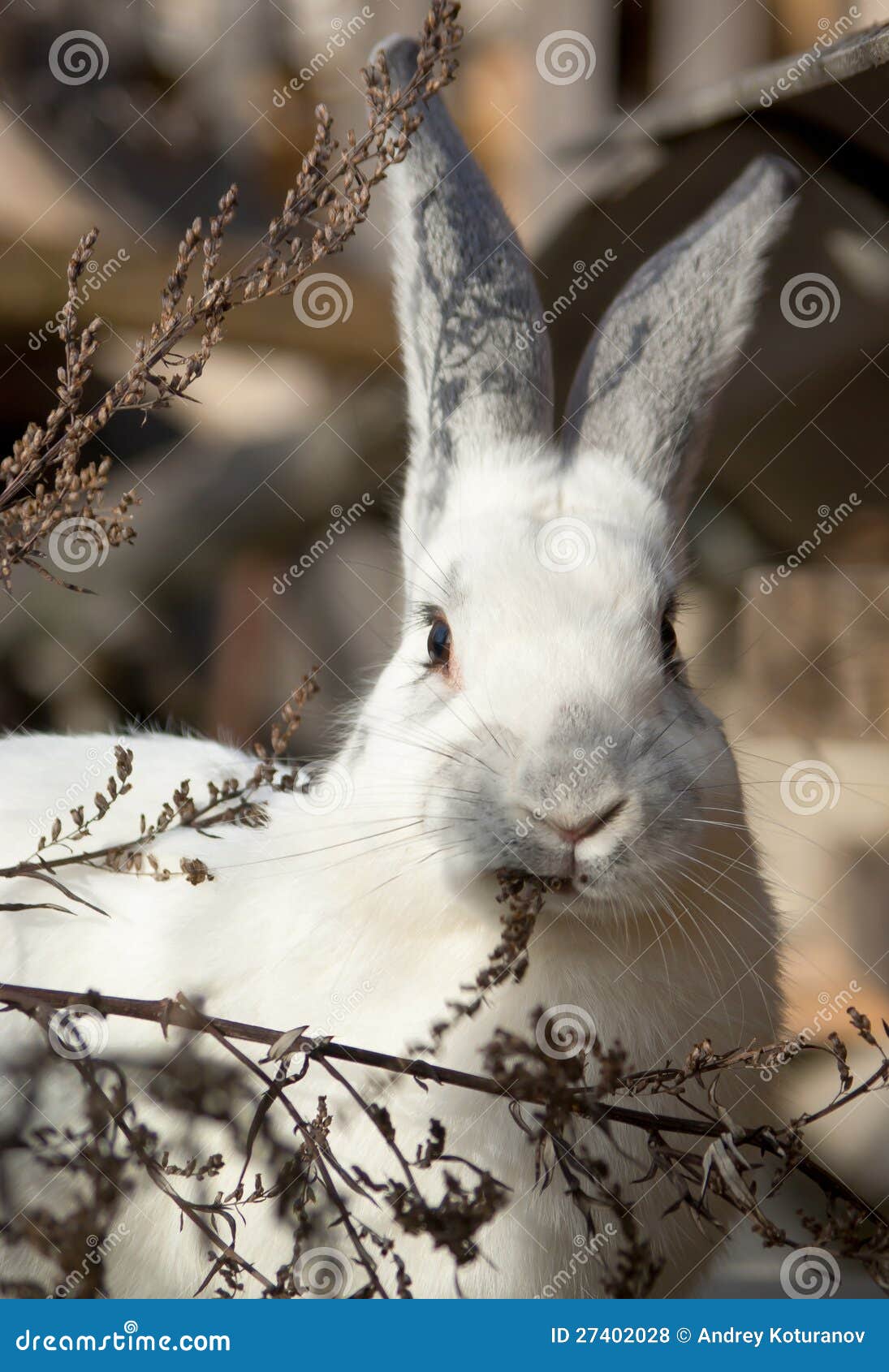 White rabbit stock photo. Image of natural, farming, fluffy - 27402028