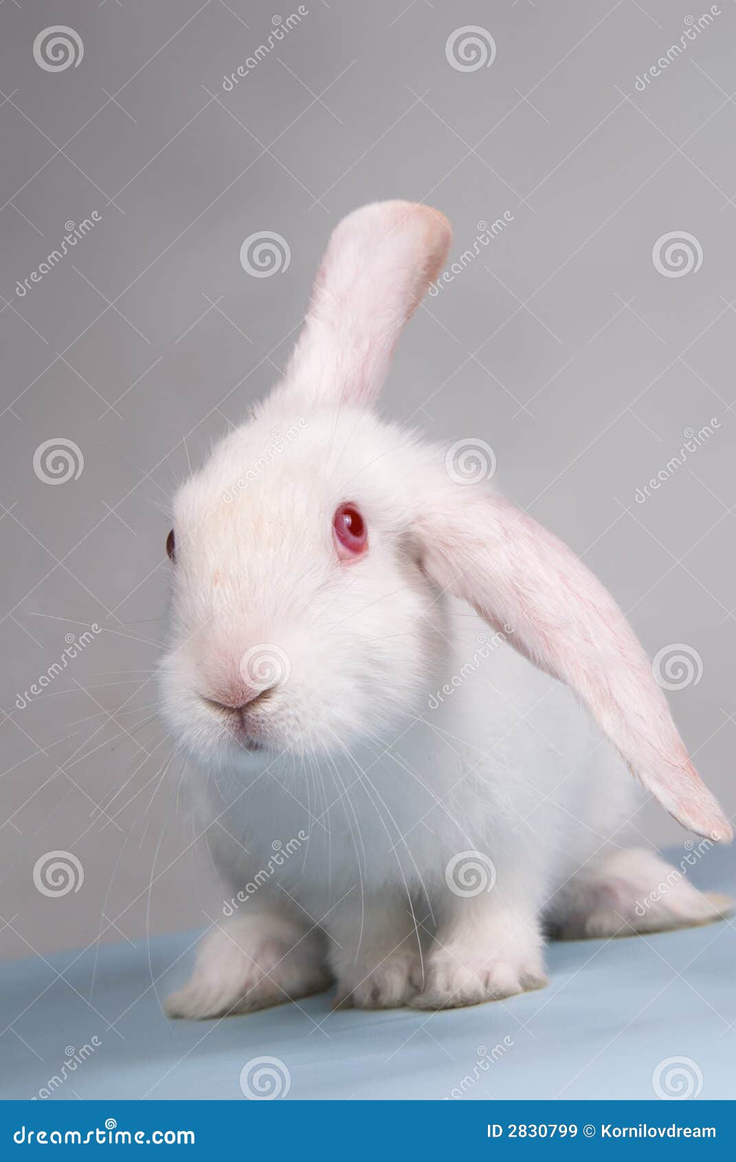 White rabbit stock image. Image of farm, staring, small - 2830799