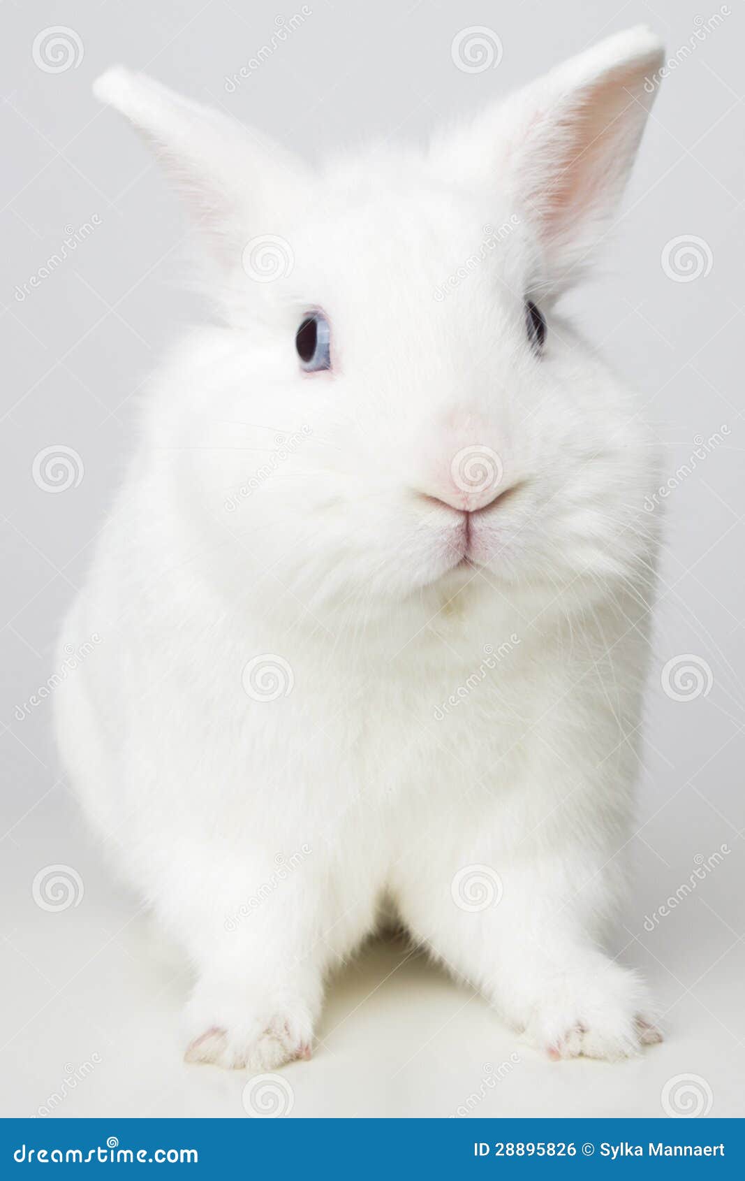 White rabbit stock photo. Image of children, blue, happy - 28895826