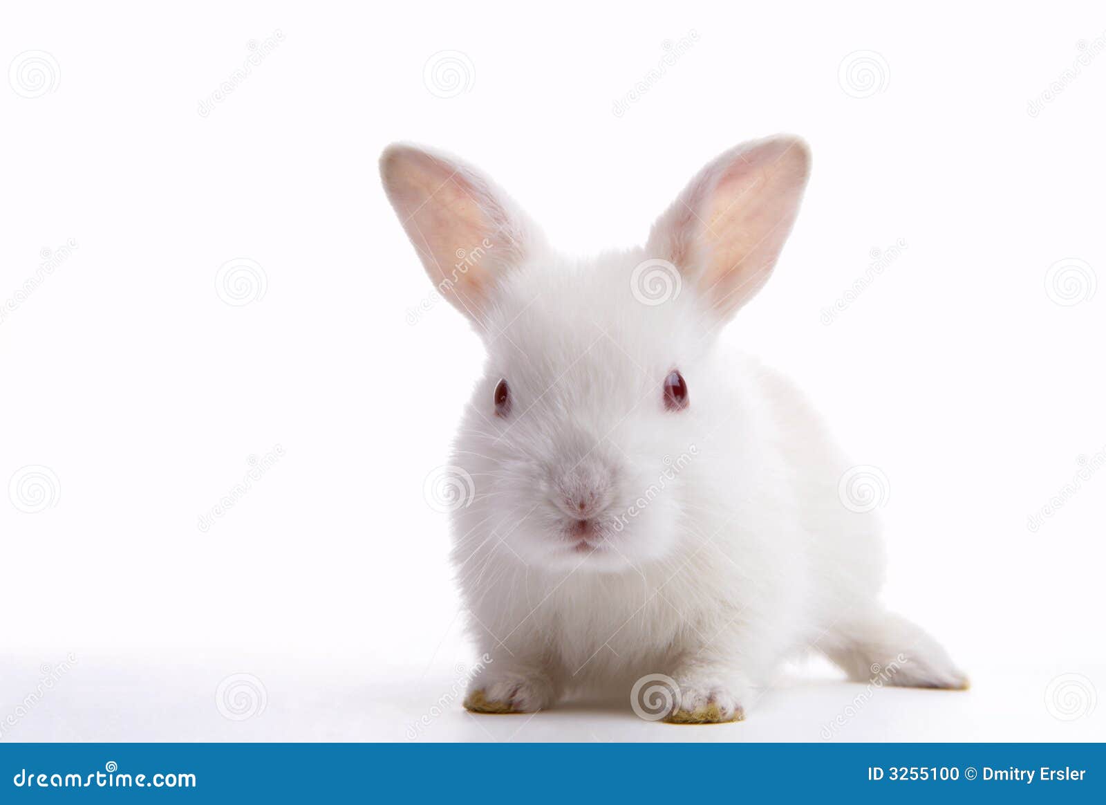 White rabbit stock photo. Image of downy, baby, bawtie - 3255100