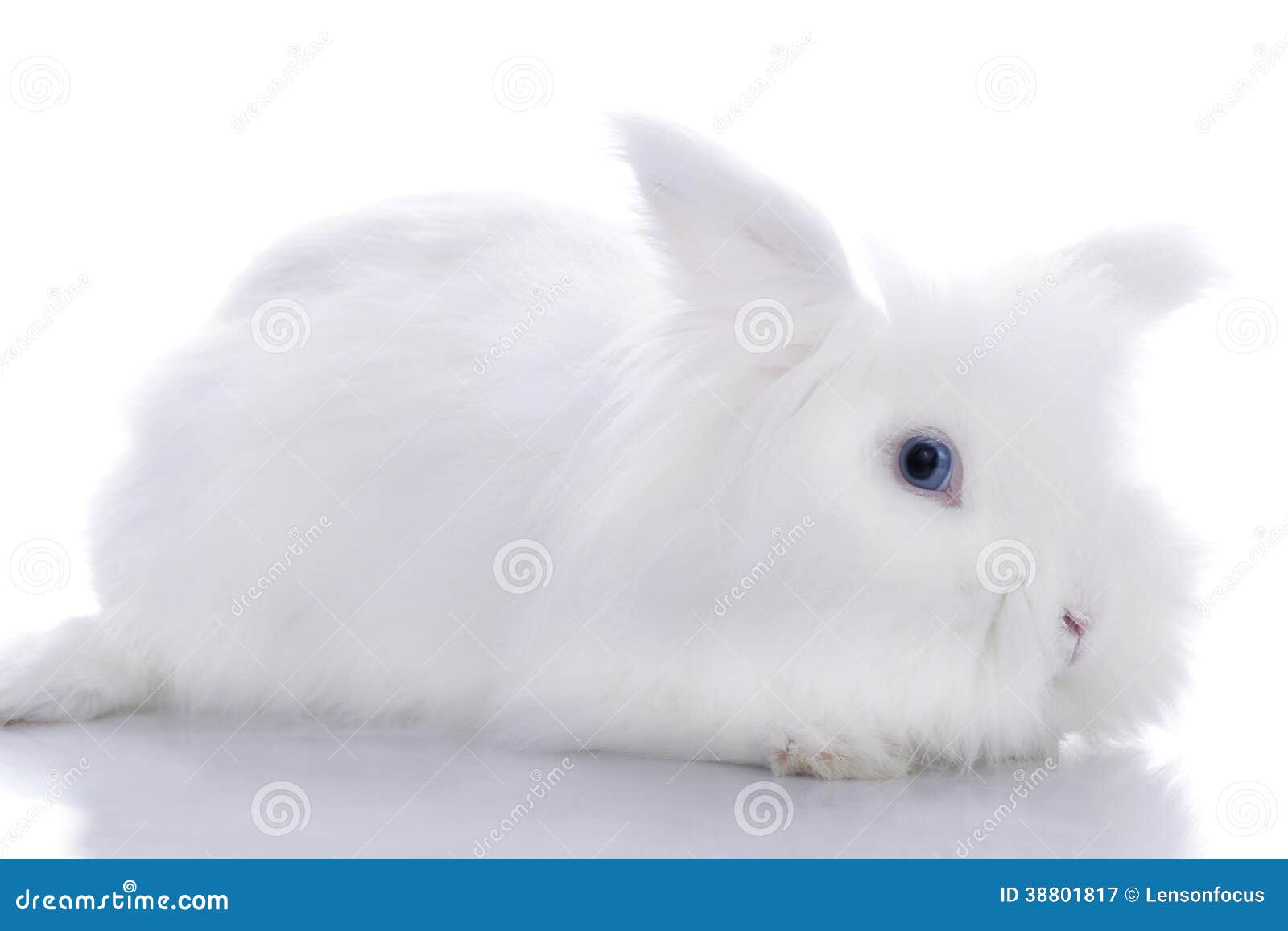 White rabbit stock image. Image of bunny, fluffy, easter - 38801817