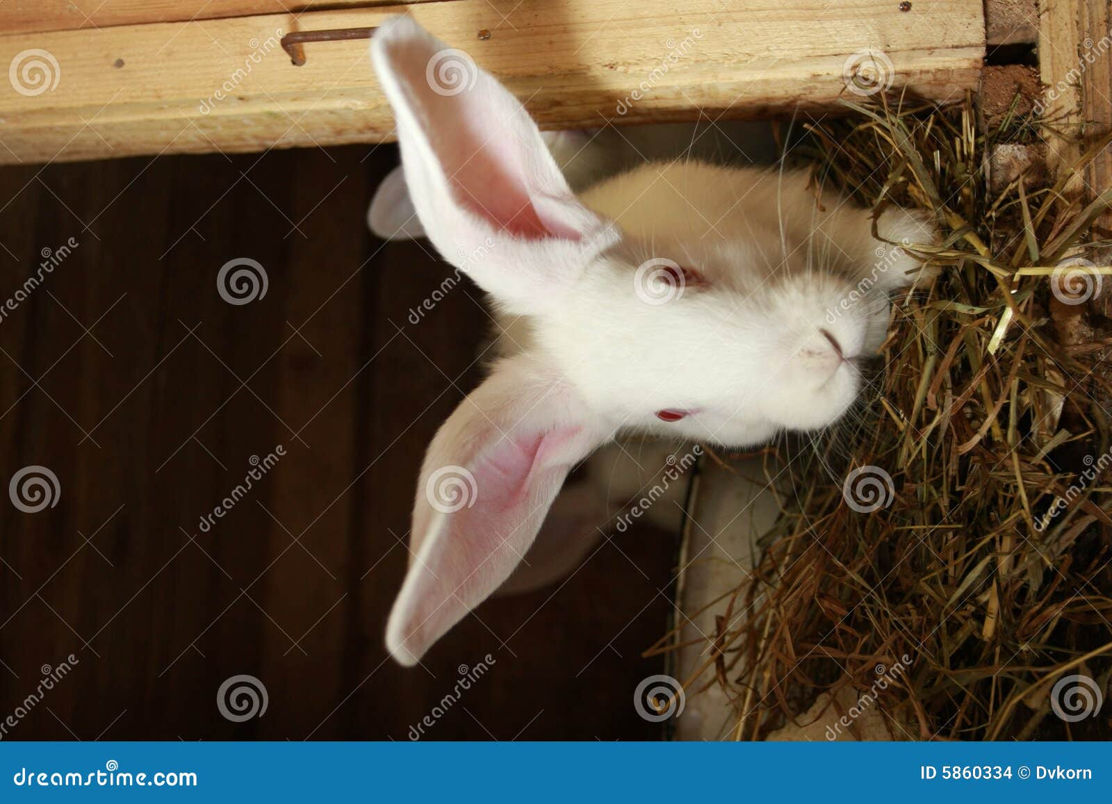White rabbit stock photo. Image of ears, white, farm, rabbit - 5860334