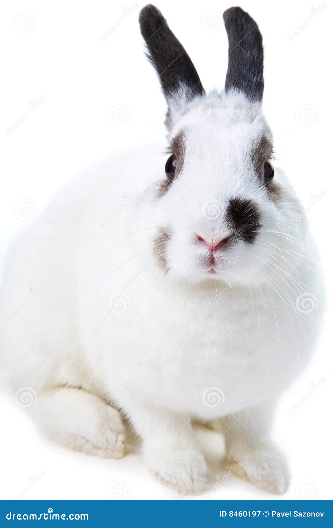 White rabbit stock image. Image of sitting, isolated, bunny - 8460197