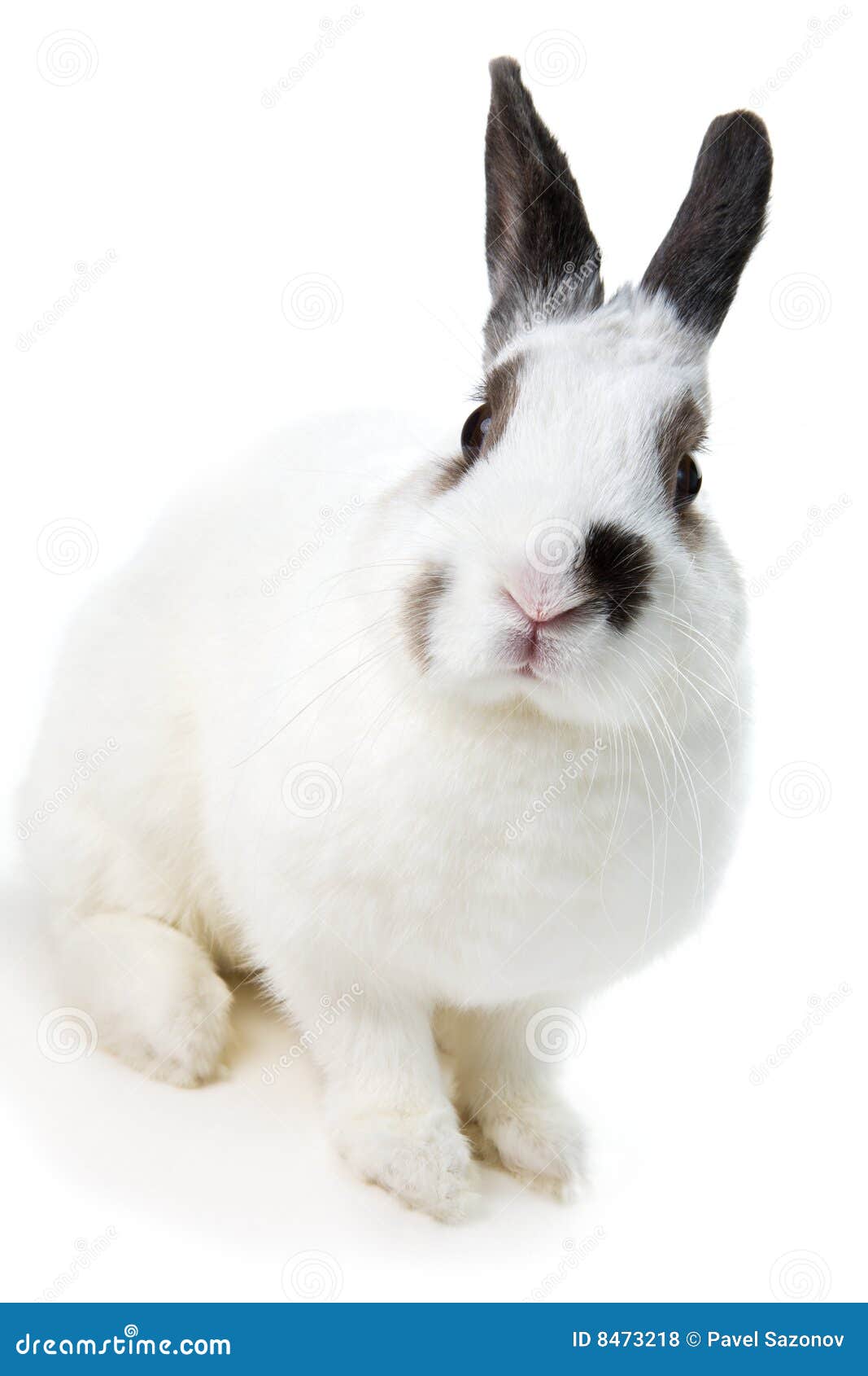 White rabbit stock photo. Image of rabbit, black, ears - 8473218