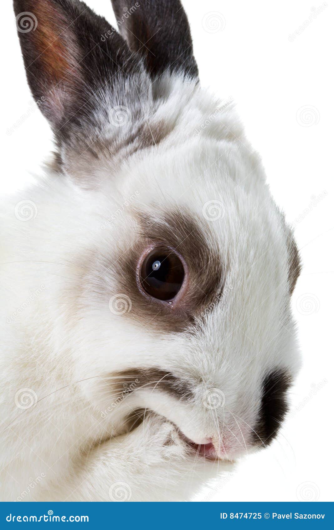 White rabbit stock image. Image of looking, studio, isolated - 8474725