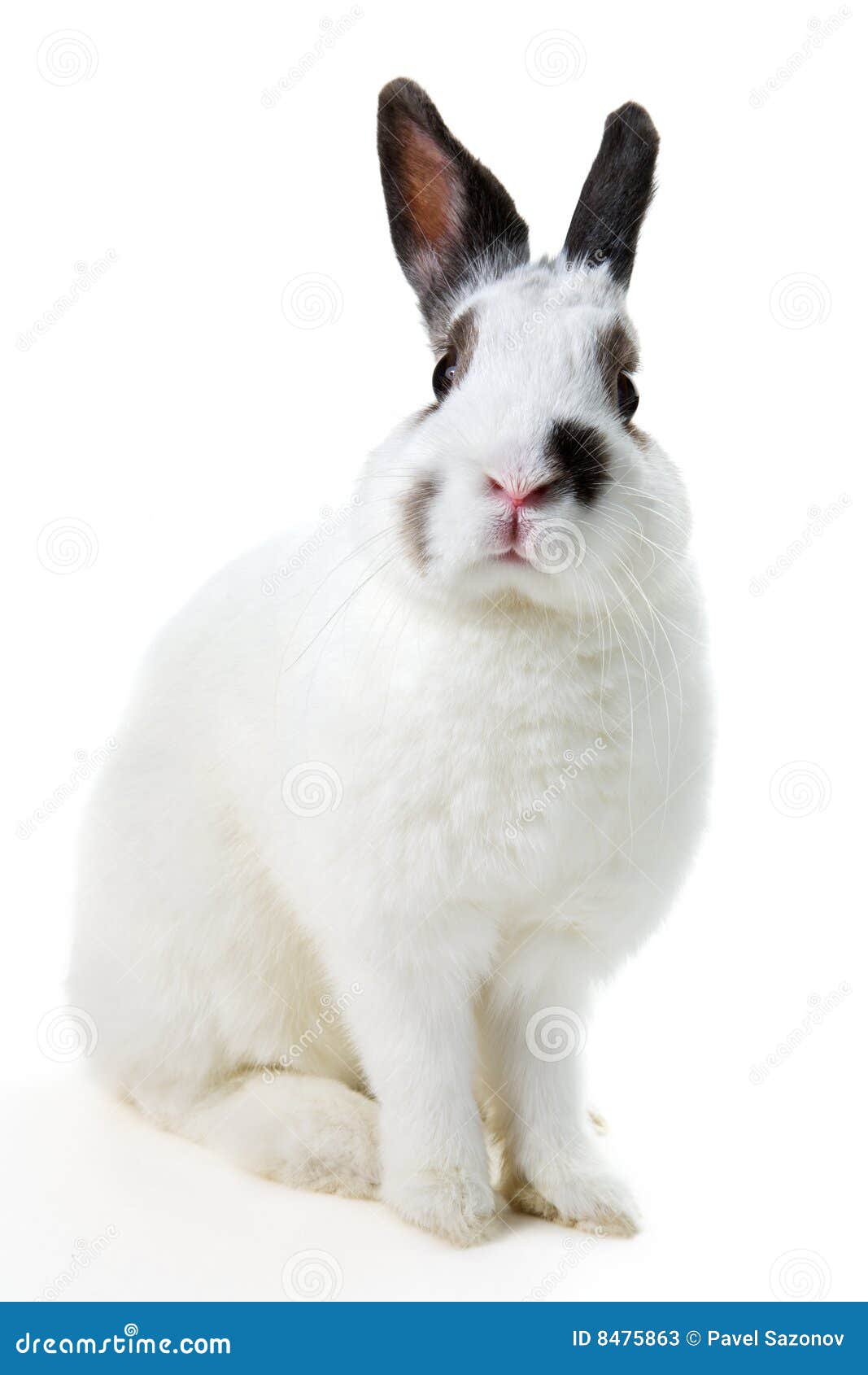 White rabbit stock image. Image of head, hare, cute, vertical - 8475863