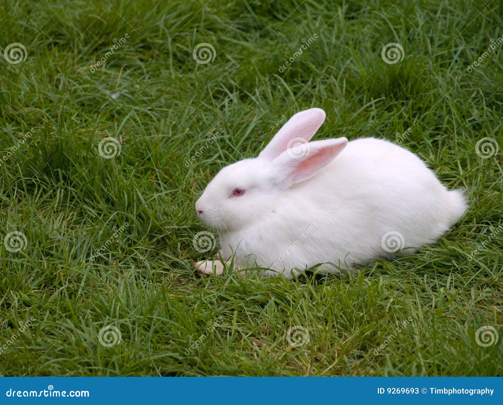 White rabbit stock image. Image of little, fluffy, mammal - 9269693