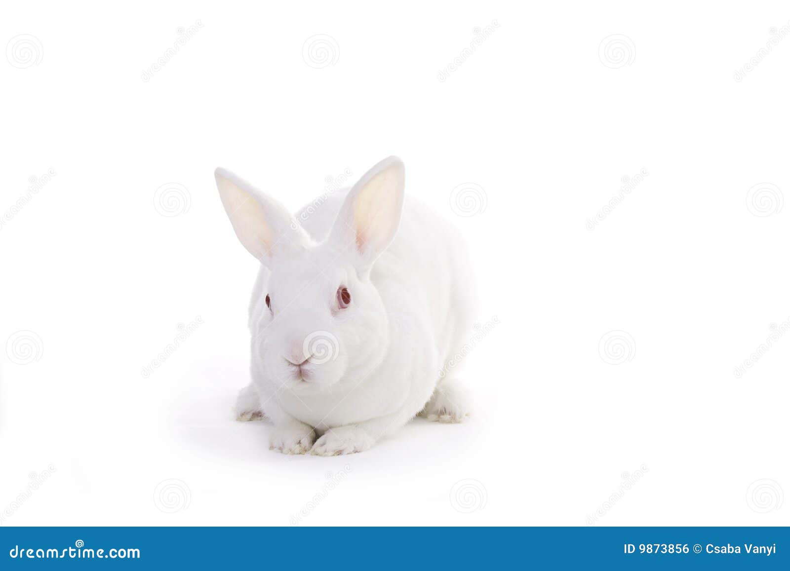 White rabbit stock photo. Image of adorable, nosy, isolated - 9873856