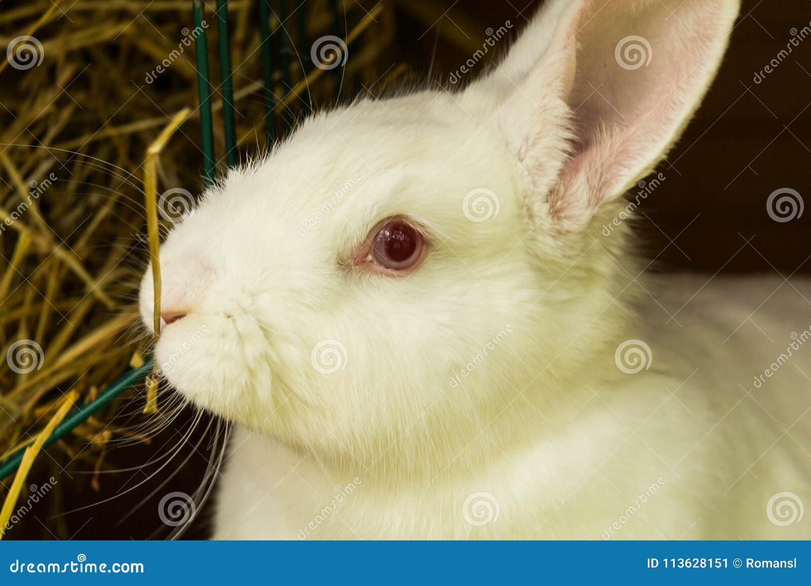 White Rabbit. Albino Laboratory Animal of the Domestic Rabbit Stock ...