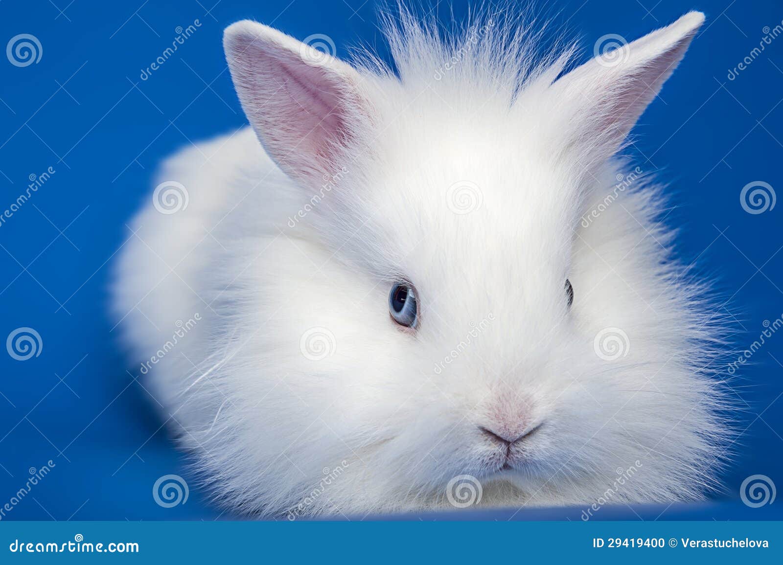 White rabbit baby stock photo. Image of ears, mammal - 29419400