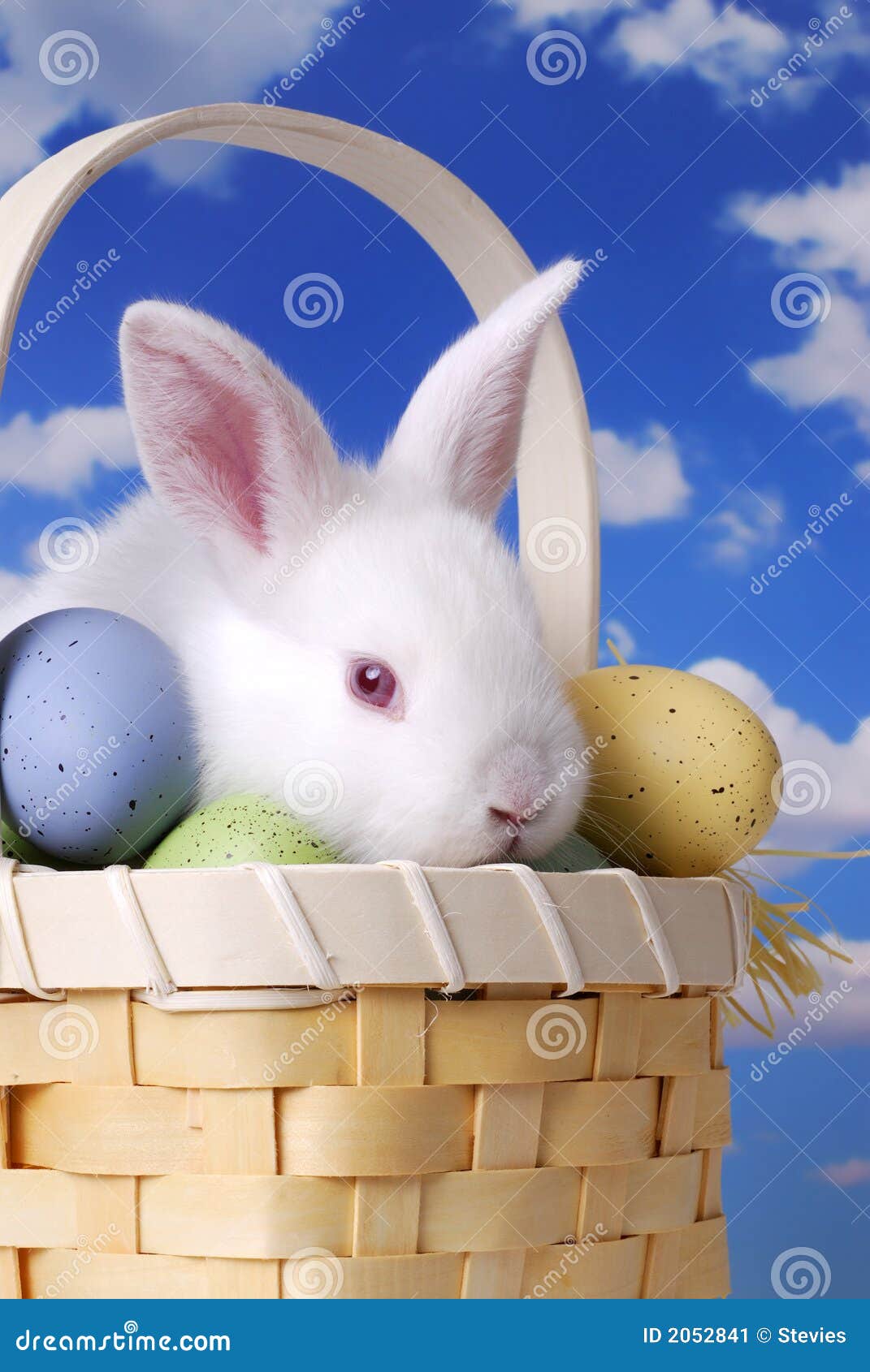 White Rabbit in Basket stock image. Image of eggs, colored - 2052841