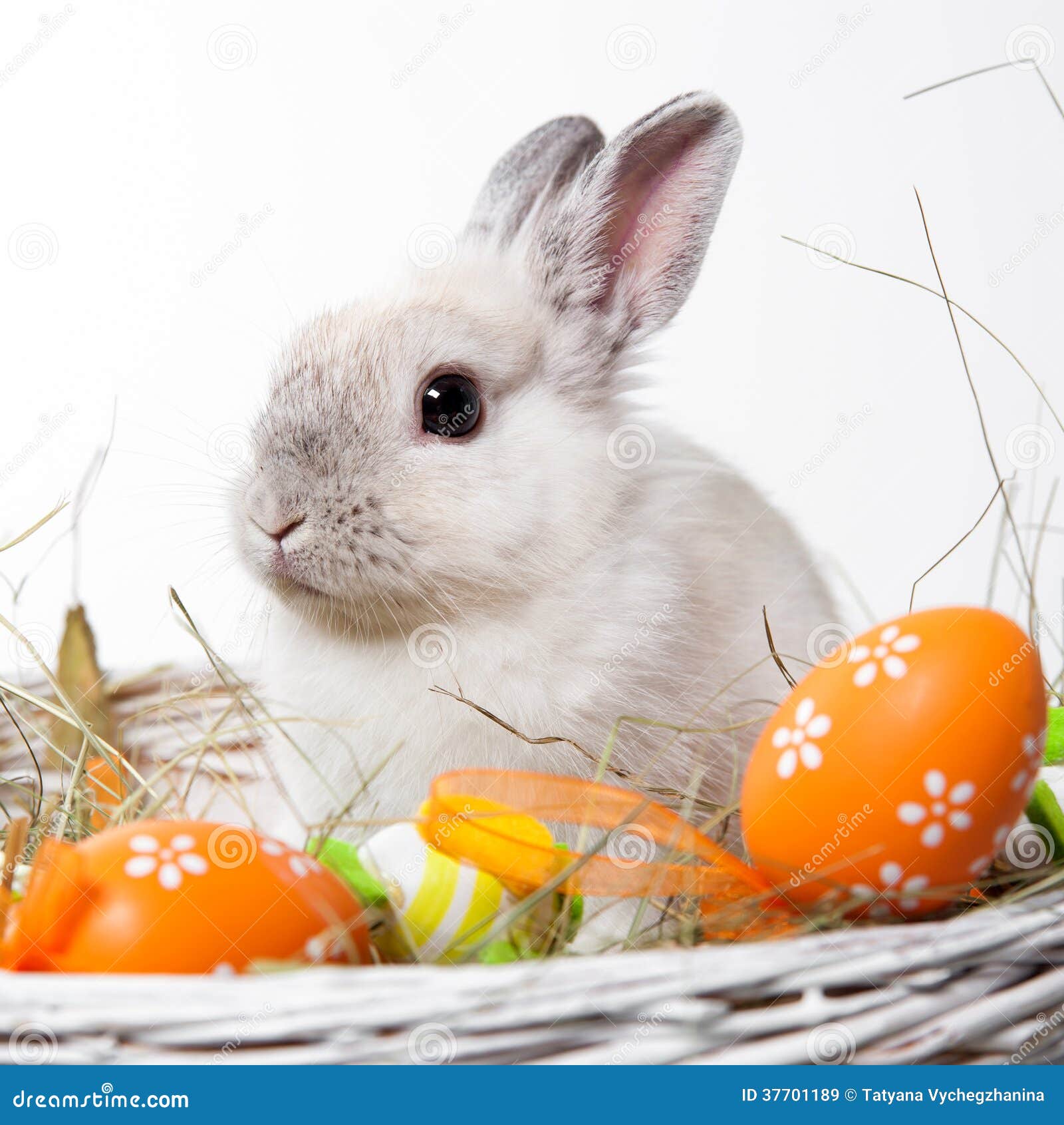 White rabbit in a basket stock image. Image of animals - 37701189
