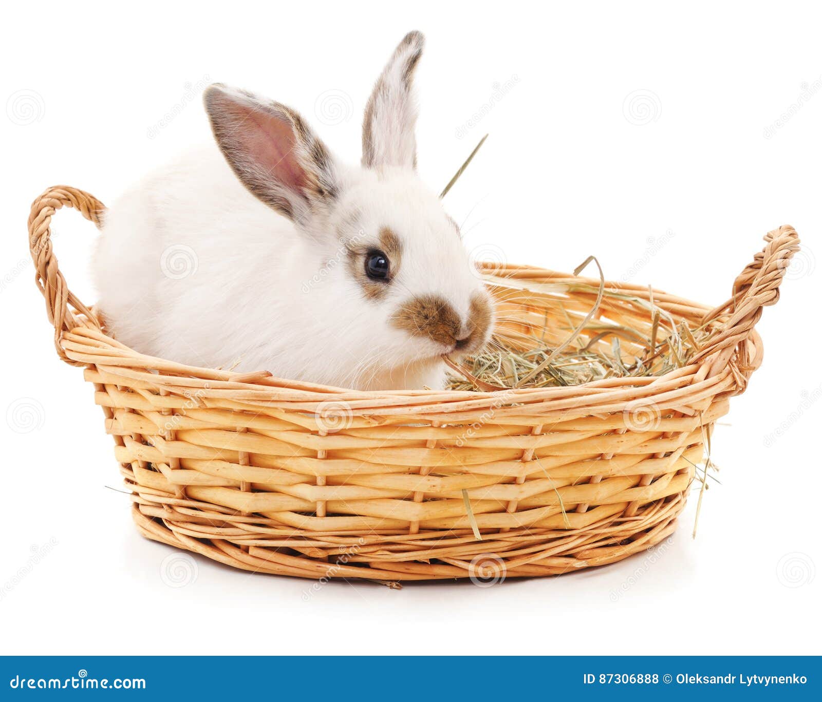 White rabbit in basket. stock photo. Image of holidays - 87306888