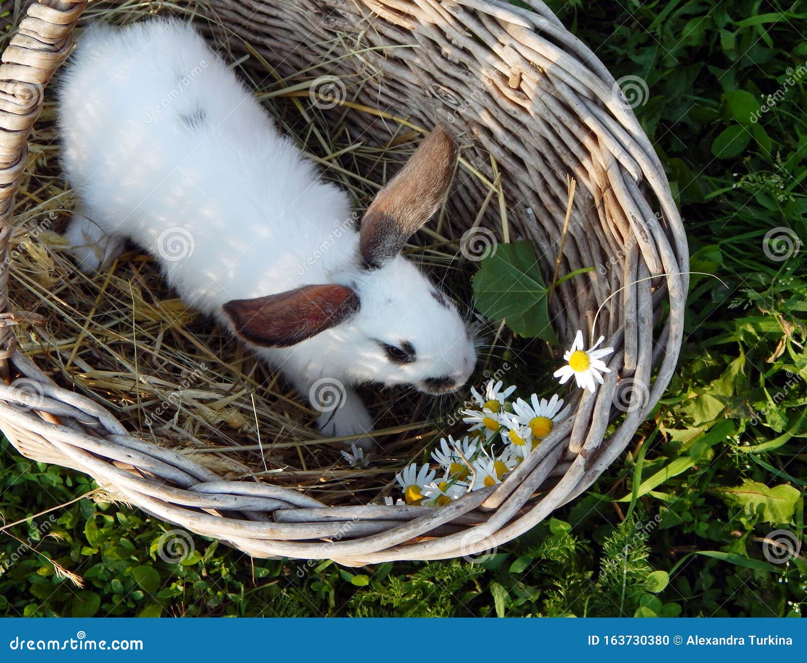 White Rabbit in a Basket of Hay and Daisies. Easter Bunny Stock Photo ...
