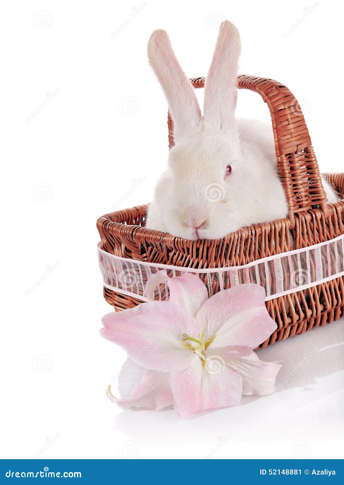 White Rabbit in a Basket with a Lily Flower. Stock Image - Image of ...