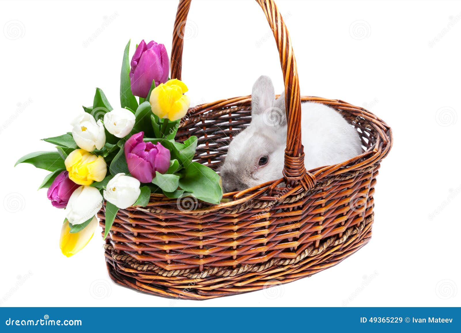 White rabbit in a basket stock image. Image of white - 49365229