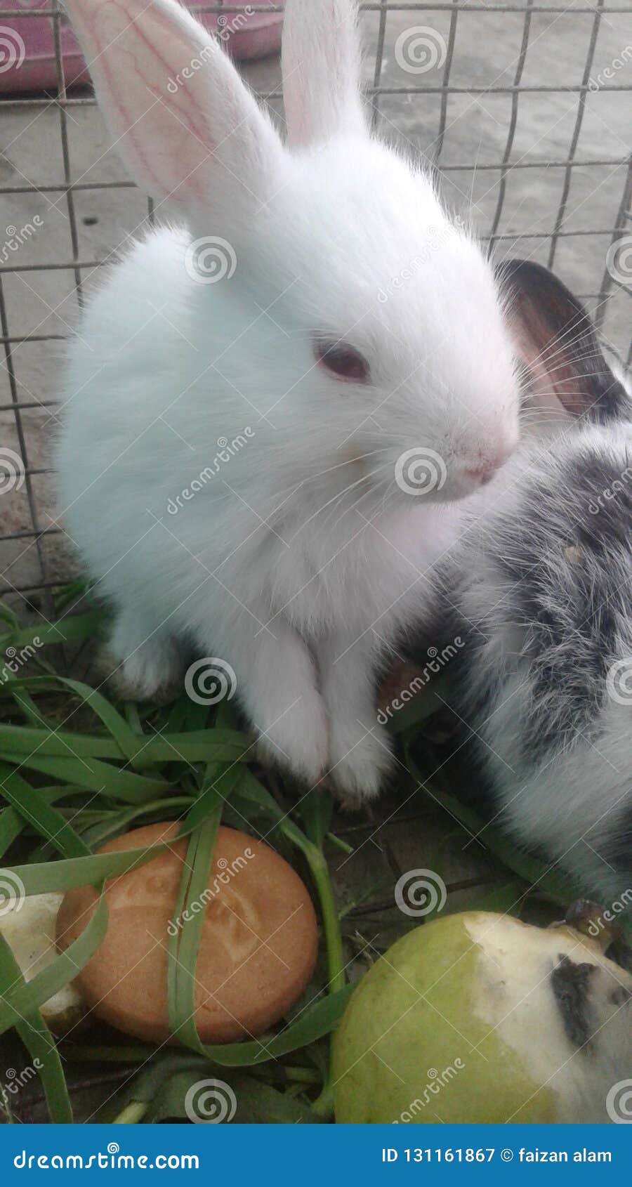 White rabbit beautiful stock image. Image of artist - 131161867