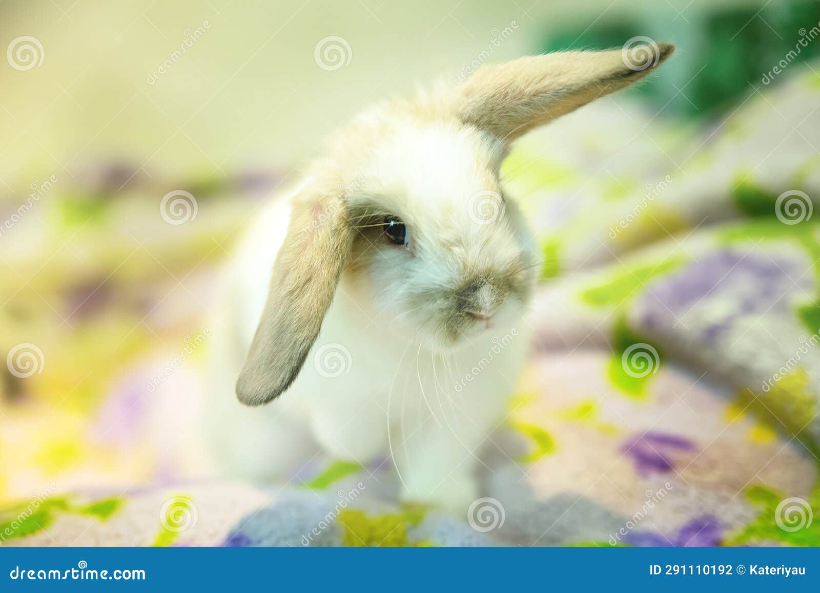 White Rabbit on Bed. Home Decorative Rabbit Outdoors Stock Photo ...