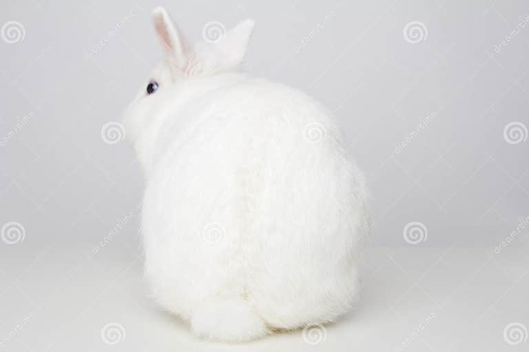 White rabbit from behind stock image. Image of sneaking - 28895827