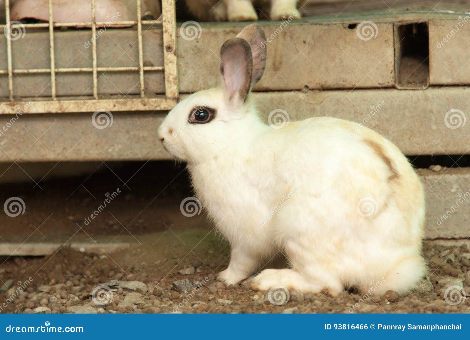 White Rabbit with the Big Eyes Sitting in the Cage. Stock Photo - Image ...