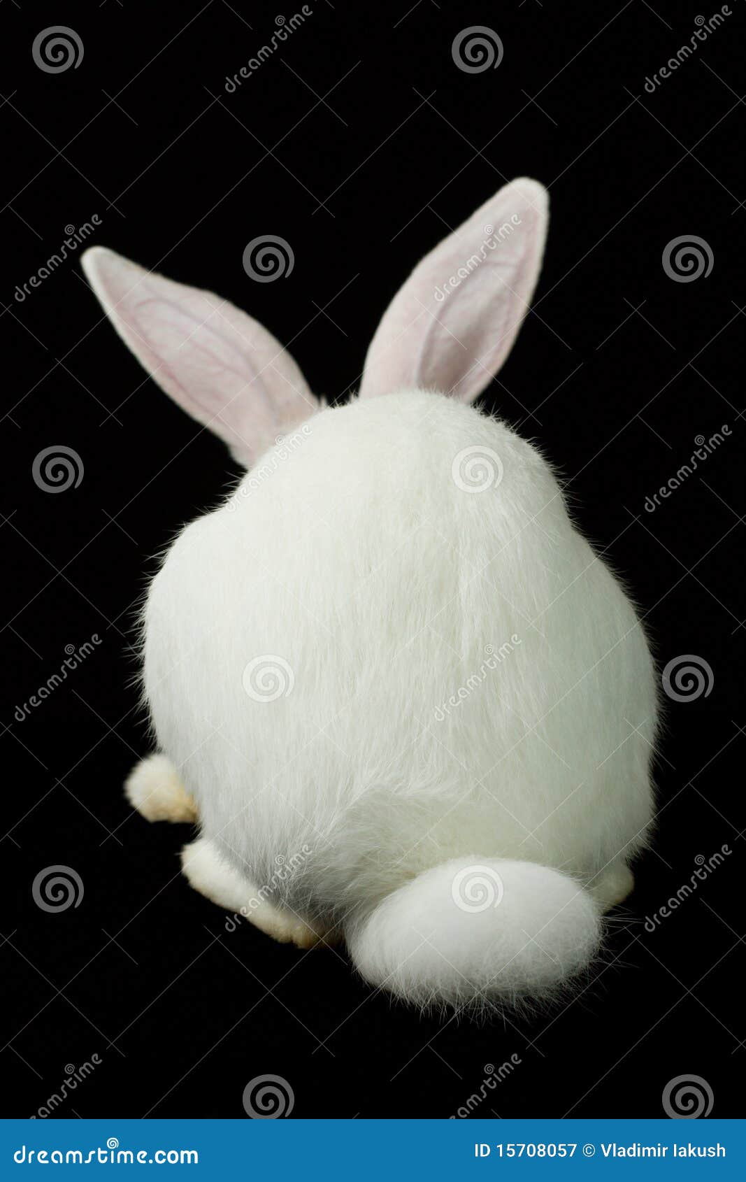 White Rabbit on a Black Background Stock Image - Image of clean, cute ...