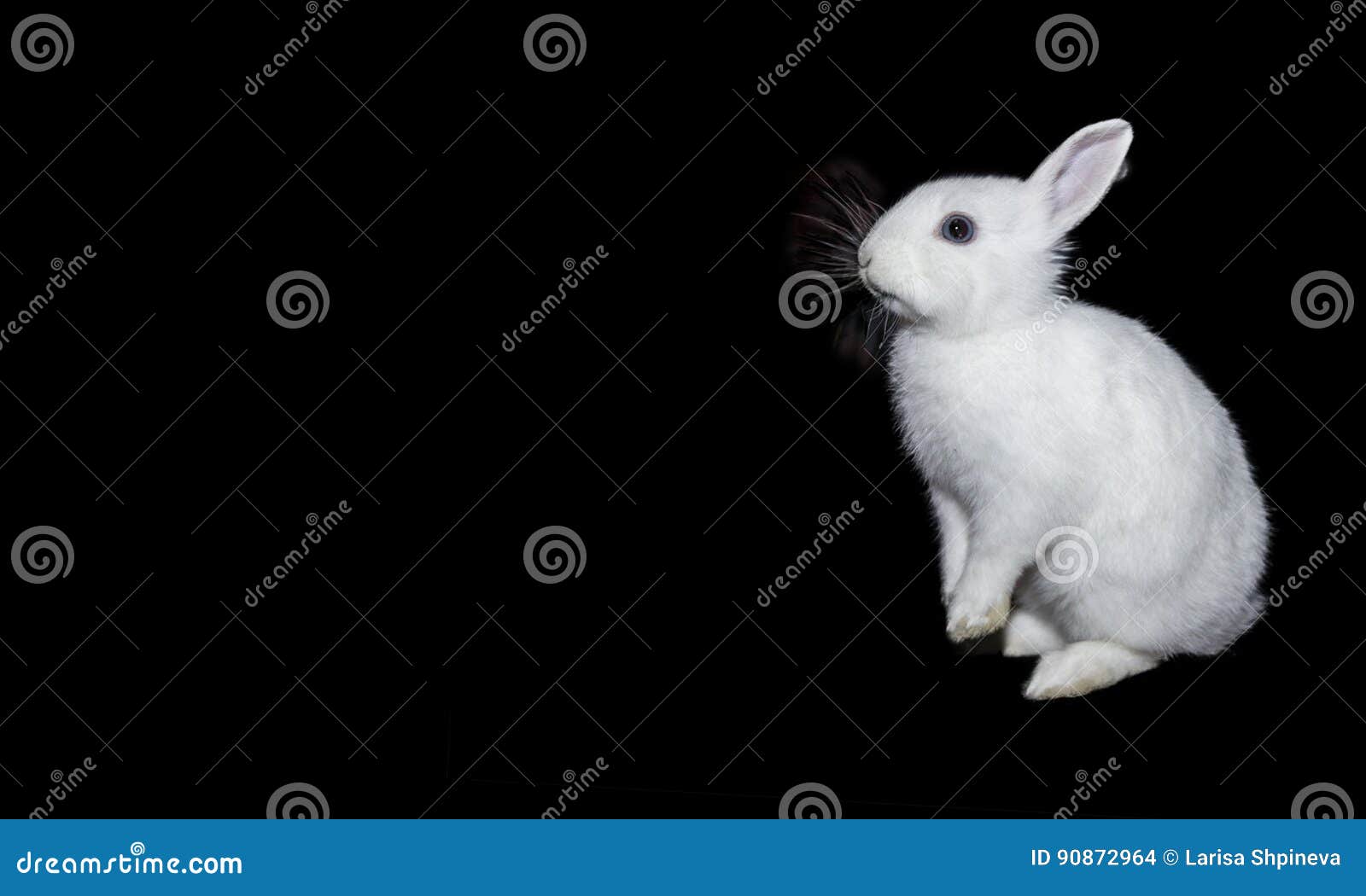 White Rabbit on a Black Background. Stock Photo - Image of texture ...