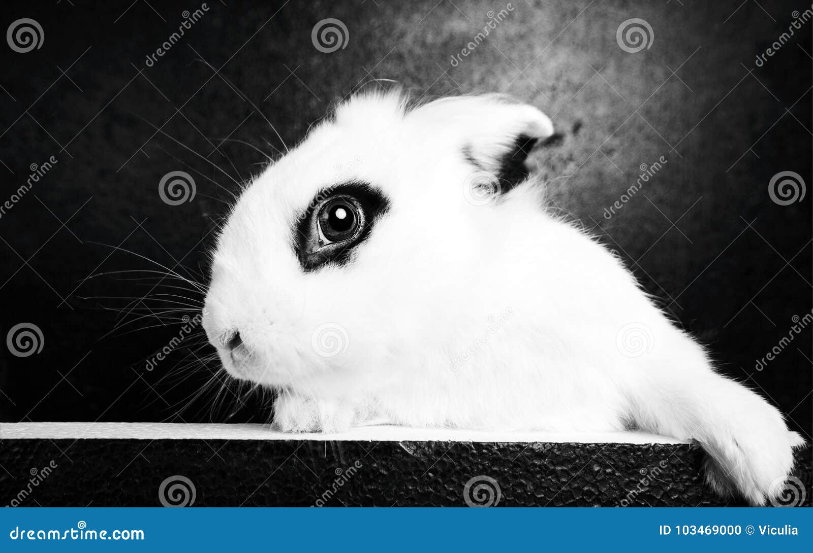 White Rabbit on the Black Background Stock Photo - Image of feet, bunny ...