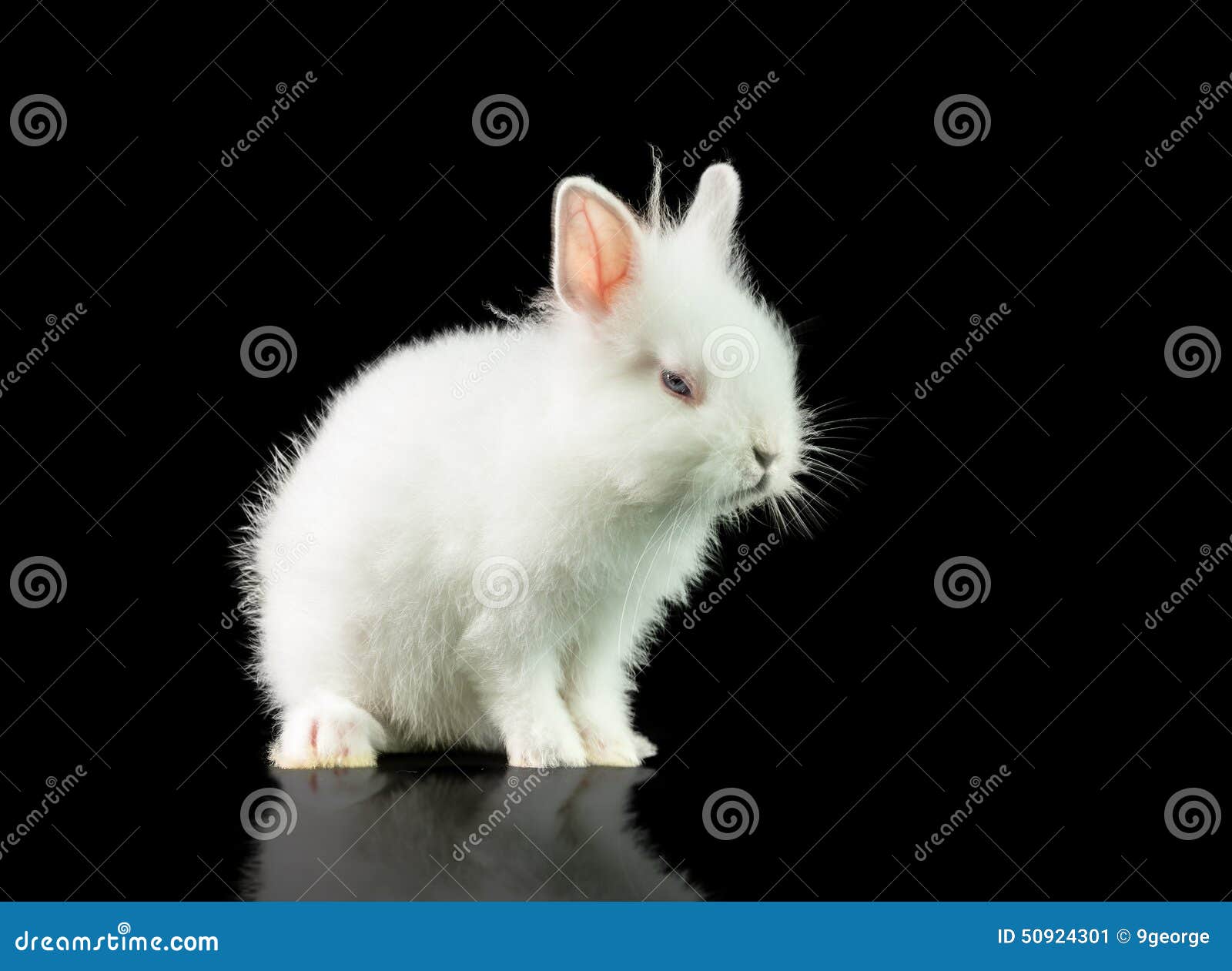 White Rabbit on a Black Background Stock Image - Image of funny ...