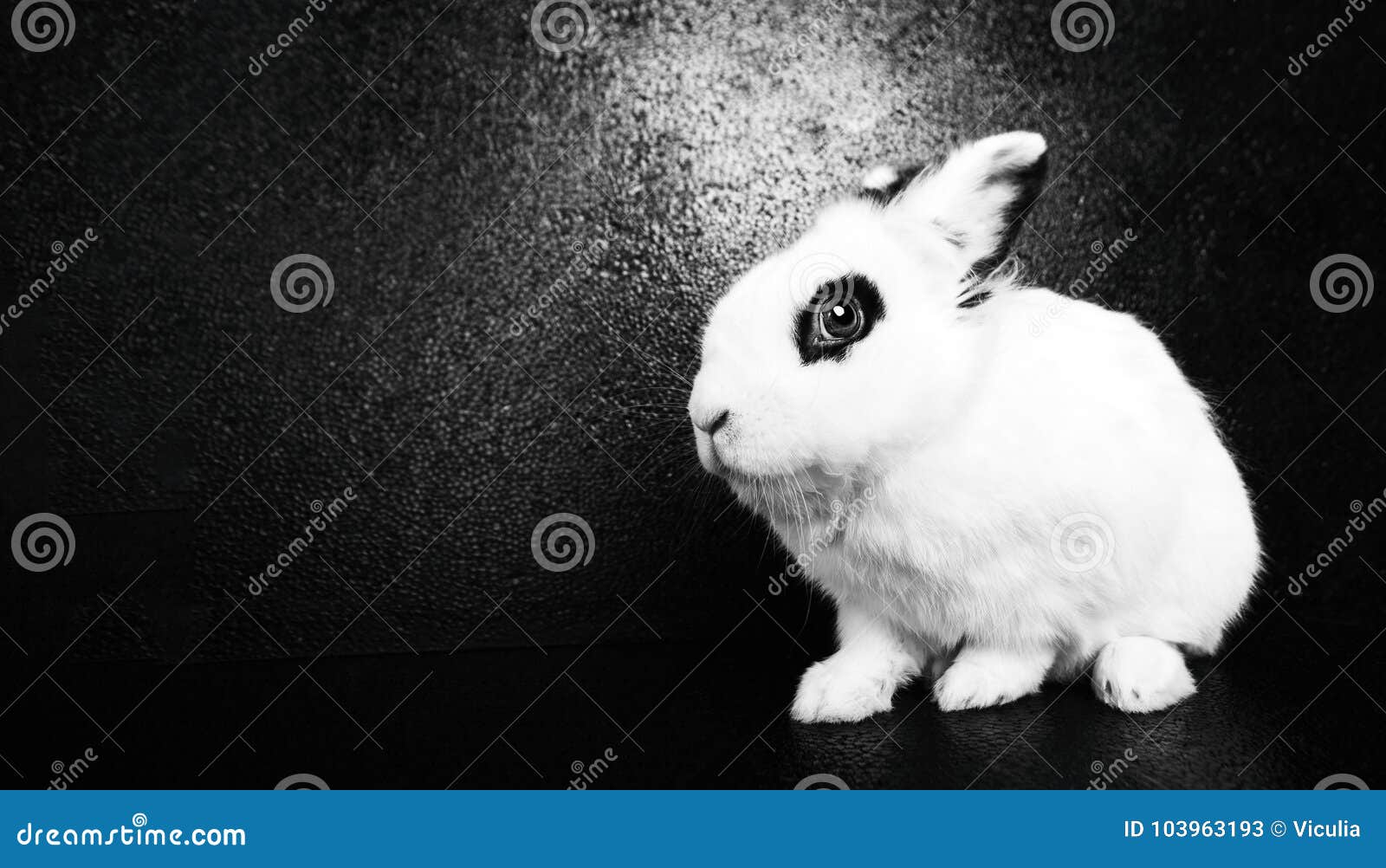 White Rabbit on the Black Background Stock Image - Image of animal ...