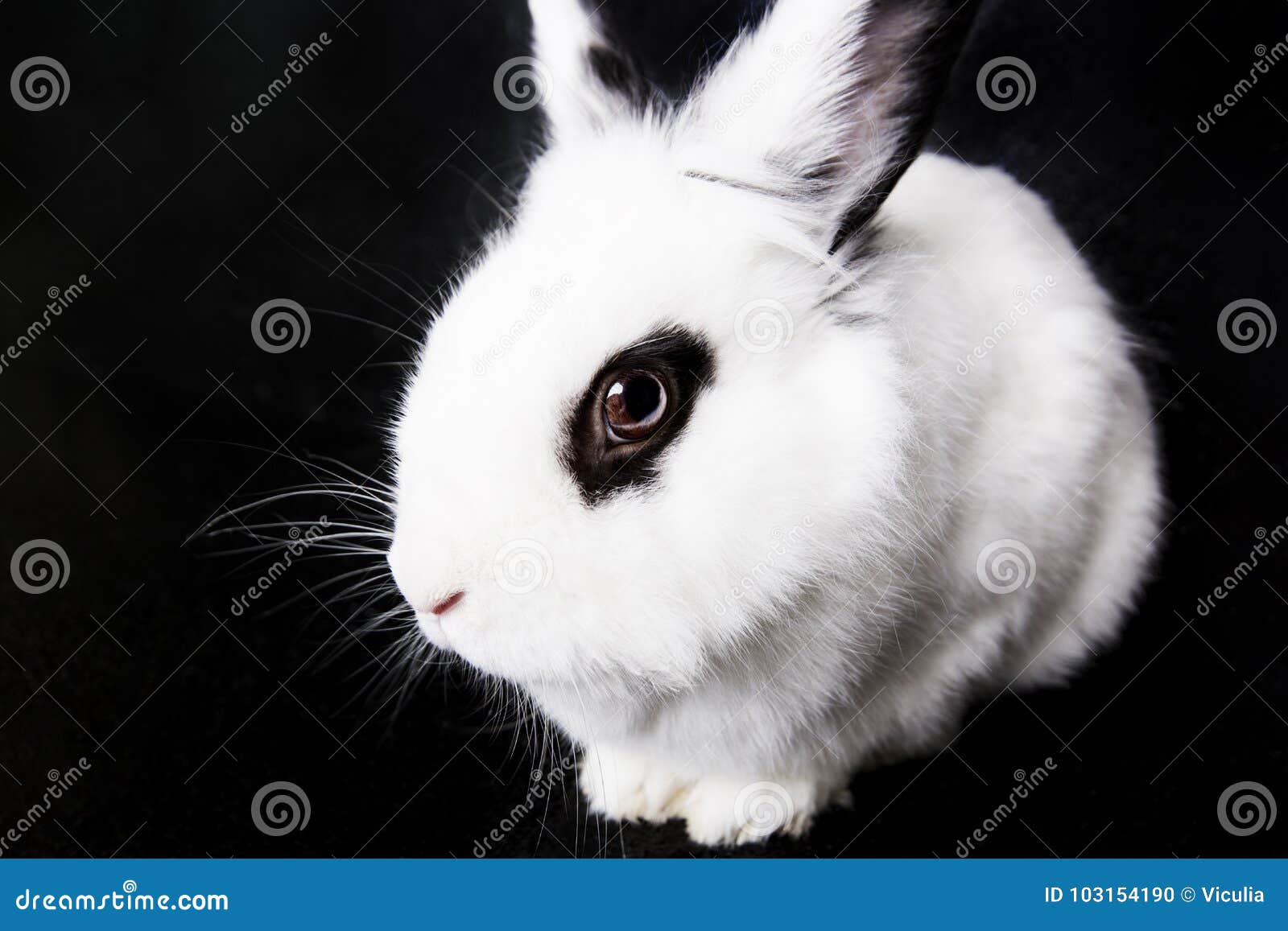 White Rabbit on the Black Background Stock Photo - Image of coney ...