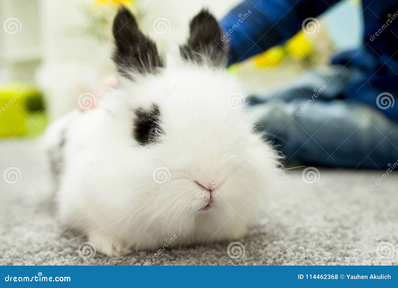 White Rabbit with Black Ears Stock Photo - Image of feet, hare: 114462368