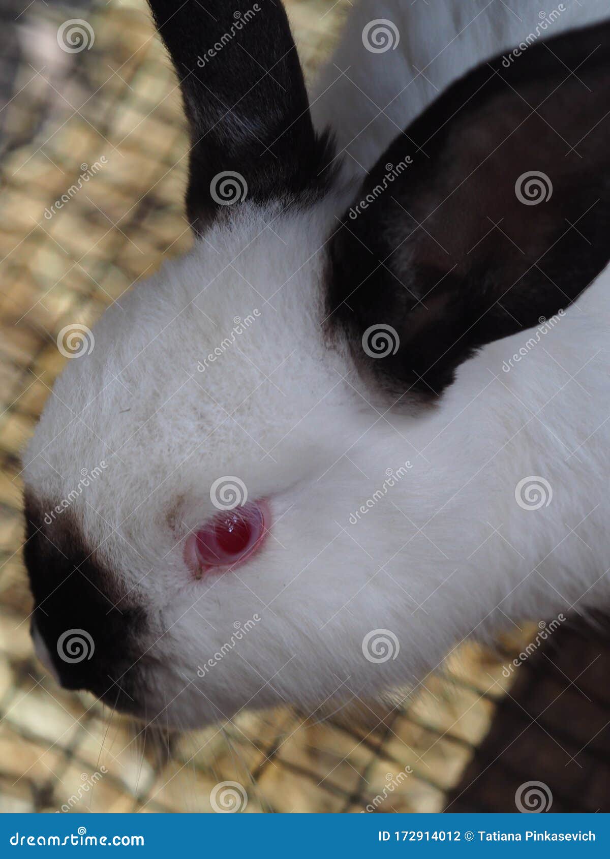 White Rabbit with Black Ears. the Content of the Rabbit in the Cage ...