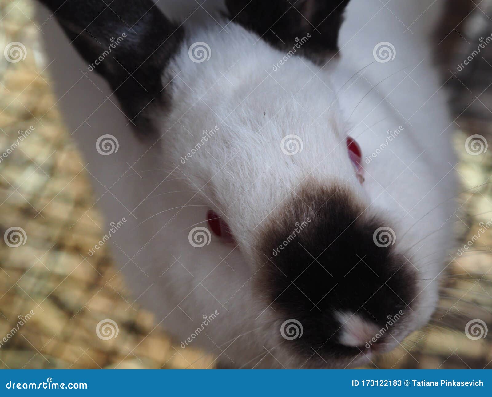 White Rabbit with Black Ears. the Content of the Rabbit in the Cage ...