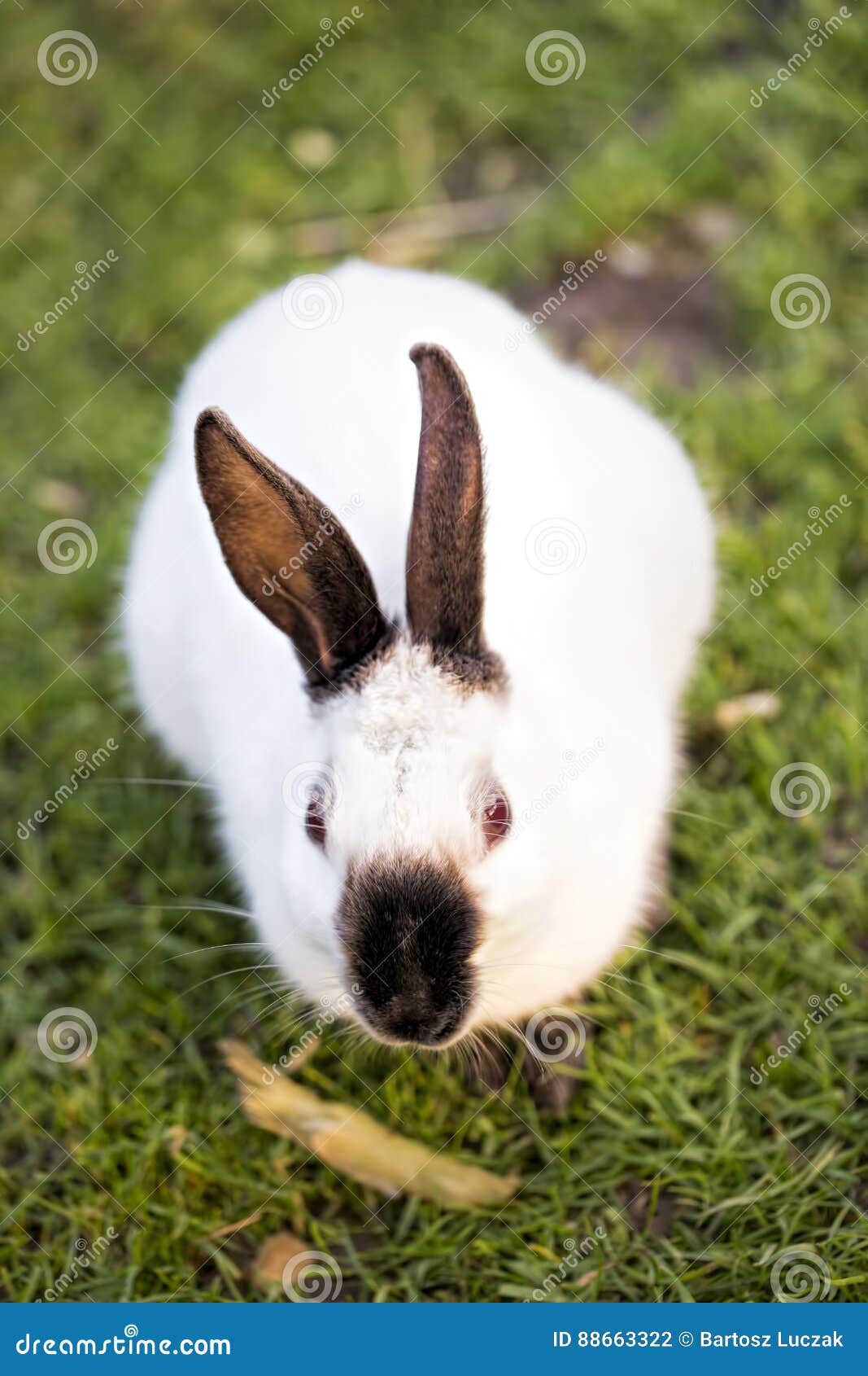 White Rabbit with Black Ears Stock Photo - Image of hare, fluffy: 88663322